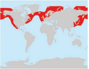 Pacific Salmon and Heat, along with Beavers, Bears -- and Nitrogen ...