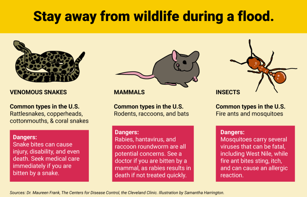 What Should You Do During a Flood? Stay Out of the Water | naked capitalism