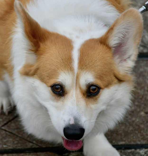 Announcing a Surprise "Double Your Donation" Challenge! | naked capitalism