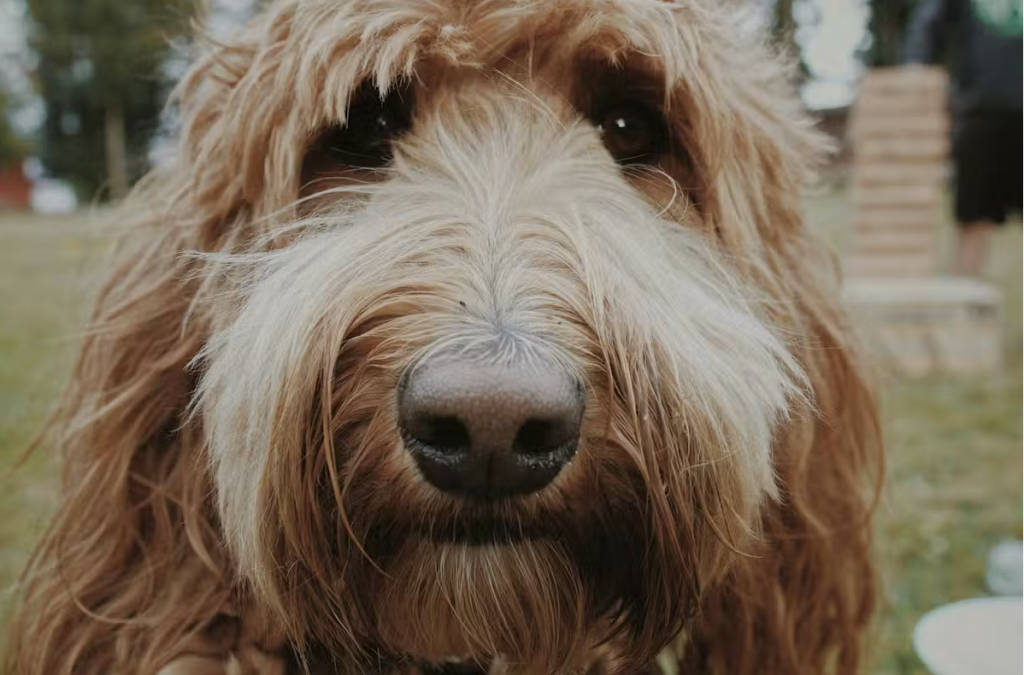 Is Your Dog or Cat Getting Old? These Simple Gestures Could Help Them ...